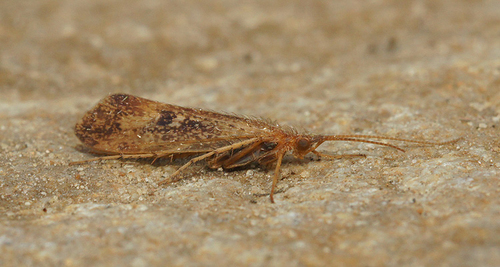 Limnephilus stigma · iNaturalist United Kingdom