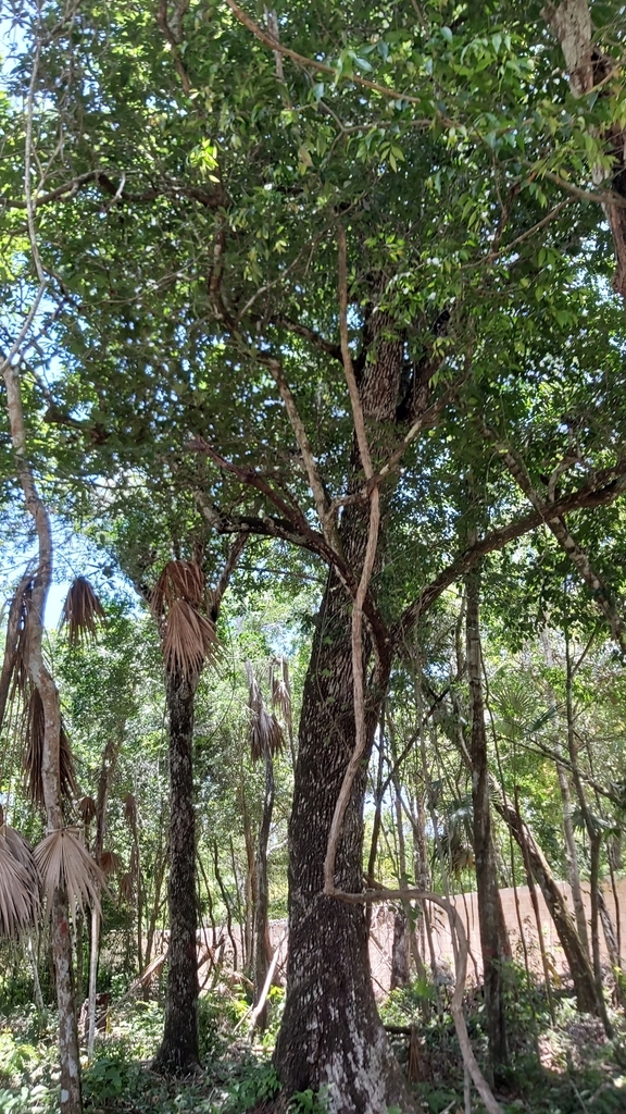 chicle from 77765 Quintana Roo, Mexico on August 9, 2021 at 05:52 PM by ...