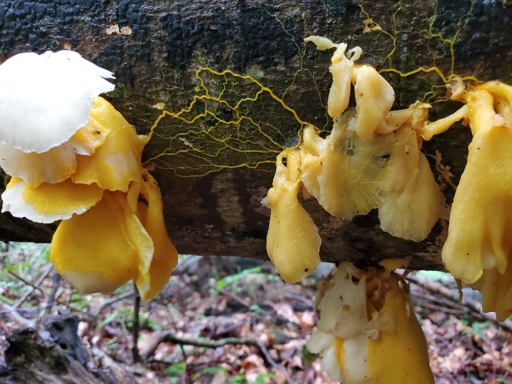 Badhamia utricularis from Russell County, KY, USA on August 10, 2021 at ...