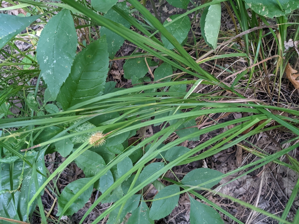 squarrose sedge from Lincoln Village, OH 43228, USA on August 10, 2021 ...