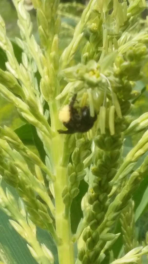 Two-spotted Longhorn Bee from Addison, VT 05491, USA on July 26, 2021 ...