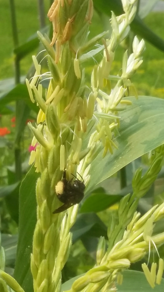 Two-spotted Longhorn Bee from Addison, VT 05491, USA on July 26, 2021 ...
