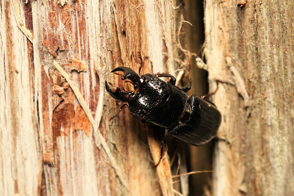 Red-rot Decay Stag Beetle from Mason Lane, Coboconk, Ontario, CA on ...