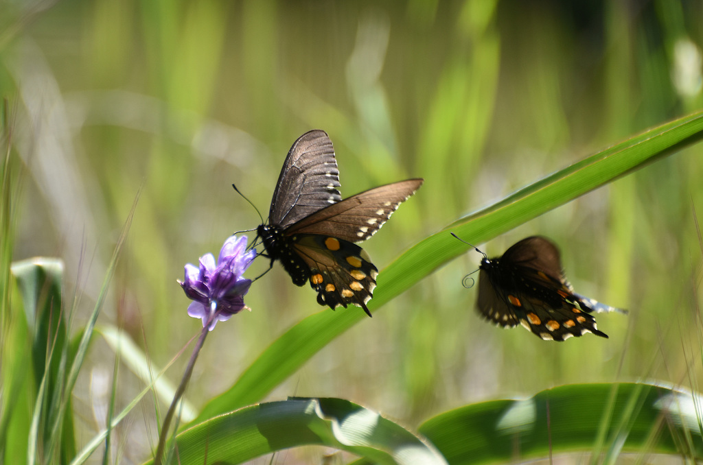 Pipevine Swallowtail from Rossmoor, Walnut Creek, CA, USA on April 8 ...
