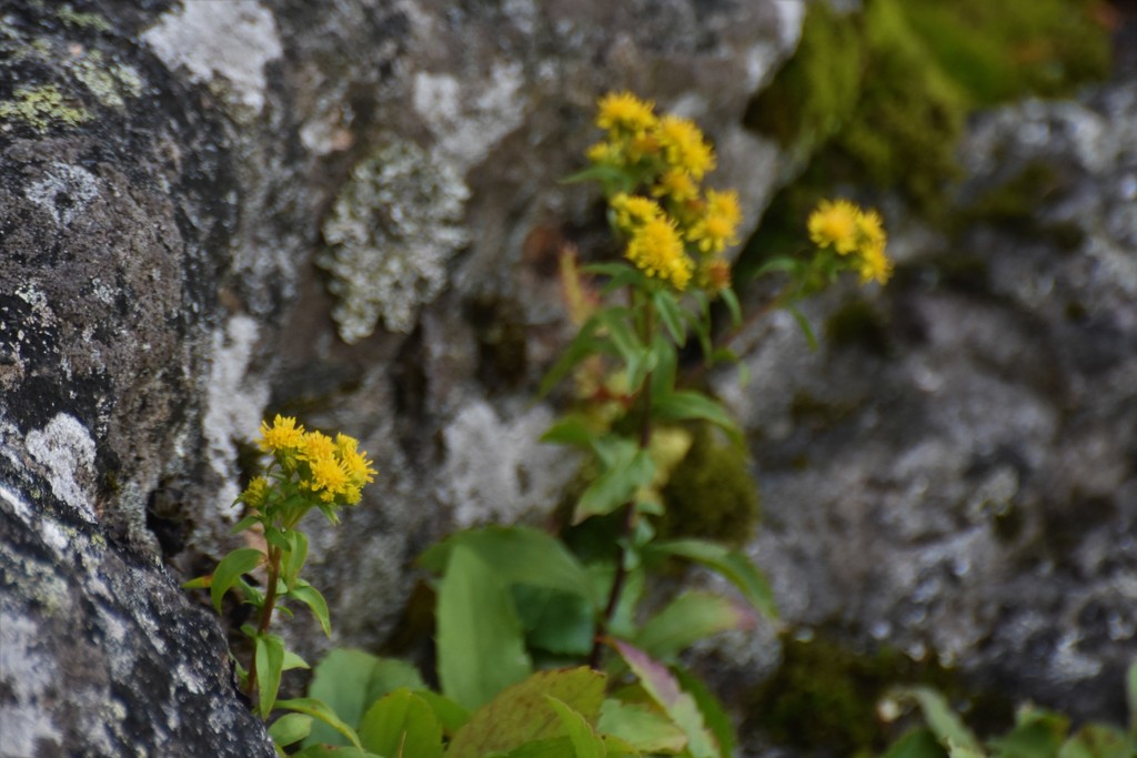 Blue Ridge goldenrod in August 2021 by Cade · iNaturalist