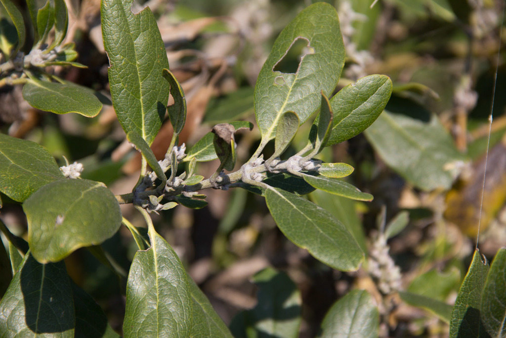 Garrya laurifolia from Arcos del Sitio on January 18, 2015 by Anne ...