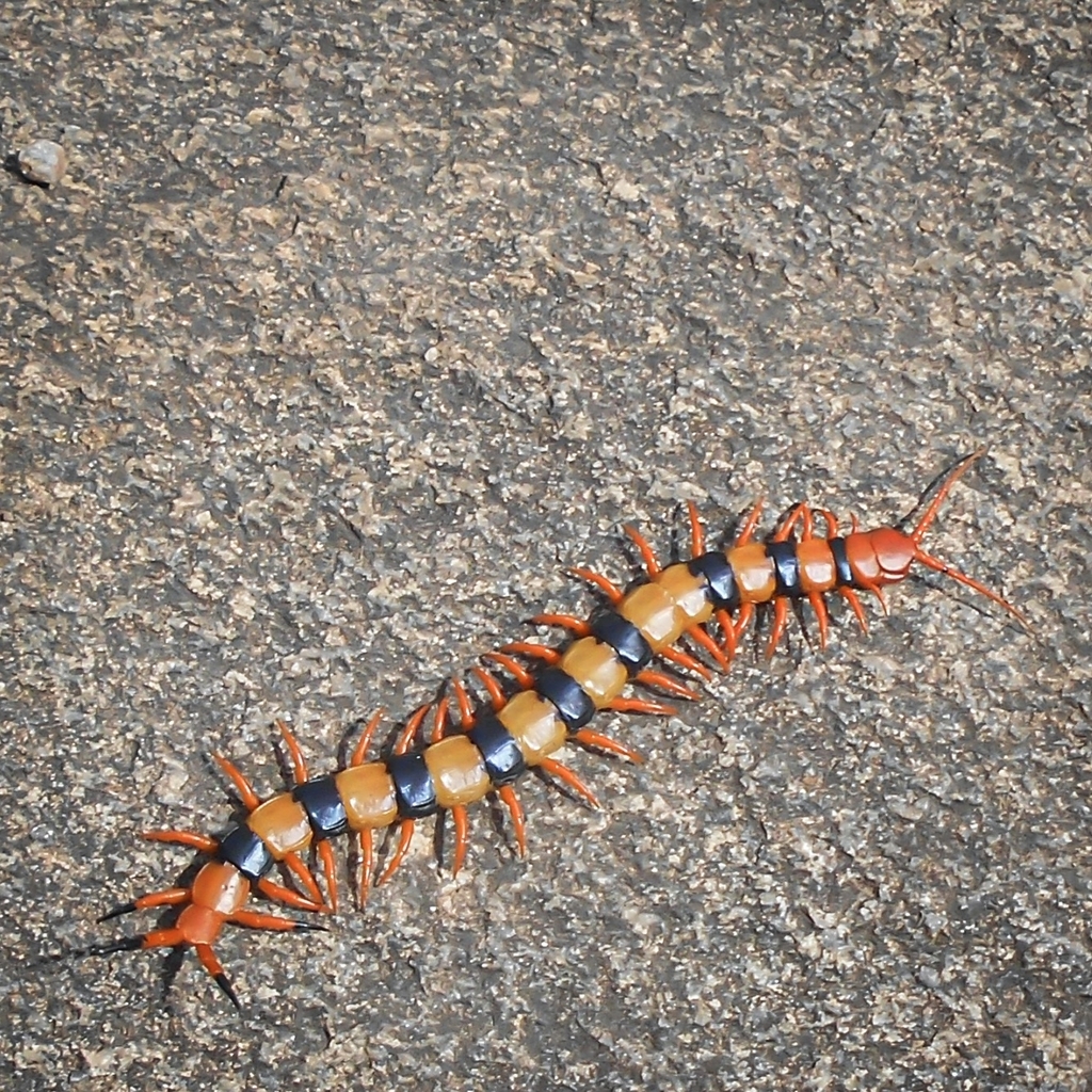 Indian Tiger Centipede from Avalabetta Hill Top on January 1, 2016 at ...