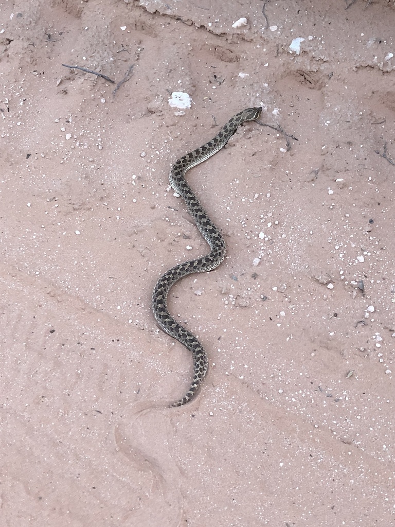 Plains Hognose Snake from S Roosevelt County Road E, Causey, NM, US on ...