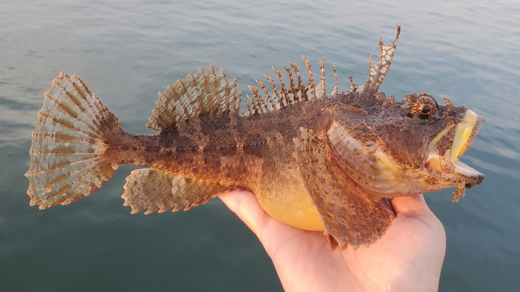 Sea Raven from Paroisse de Saint-George, NB, Canada on August 9, 2021 ...