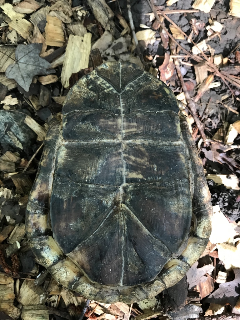Eastern Box Turtle in July 2021 by rebekahnatures · iNaturalist