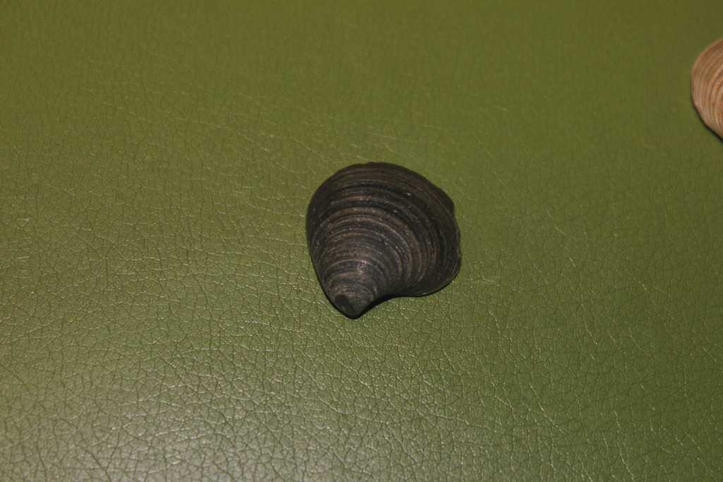 Astarte Clams from Nags Head, NC 27959, USA on August 06, 2021 at 10:09 ...