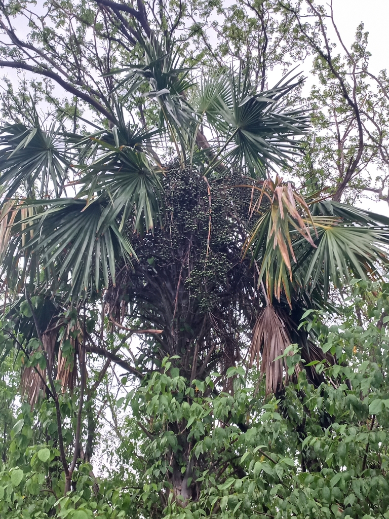 Copernicia tectorum desde Maicao, La Guajira, Colombia el 11 de agosto ...