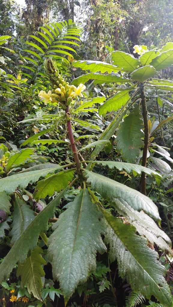 Aphelandra acanthus from Metropolitan District of Quito, Ecuador on ...