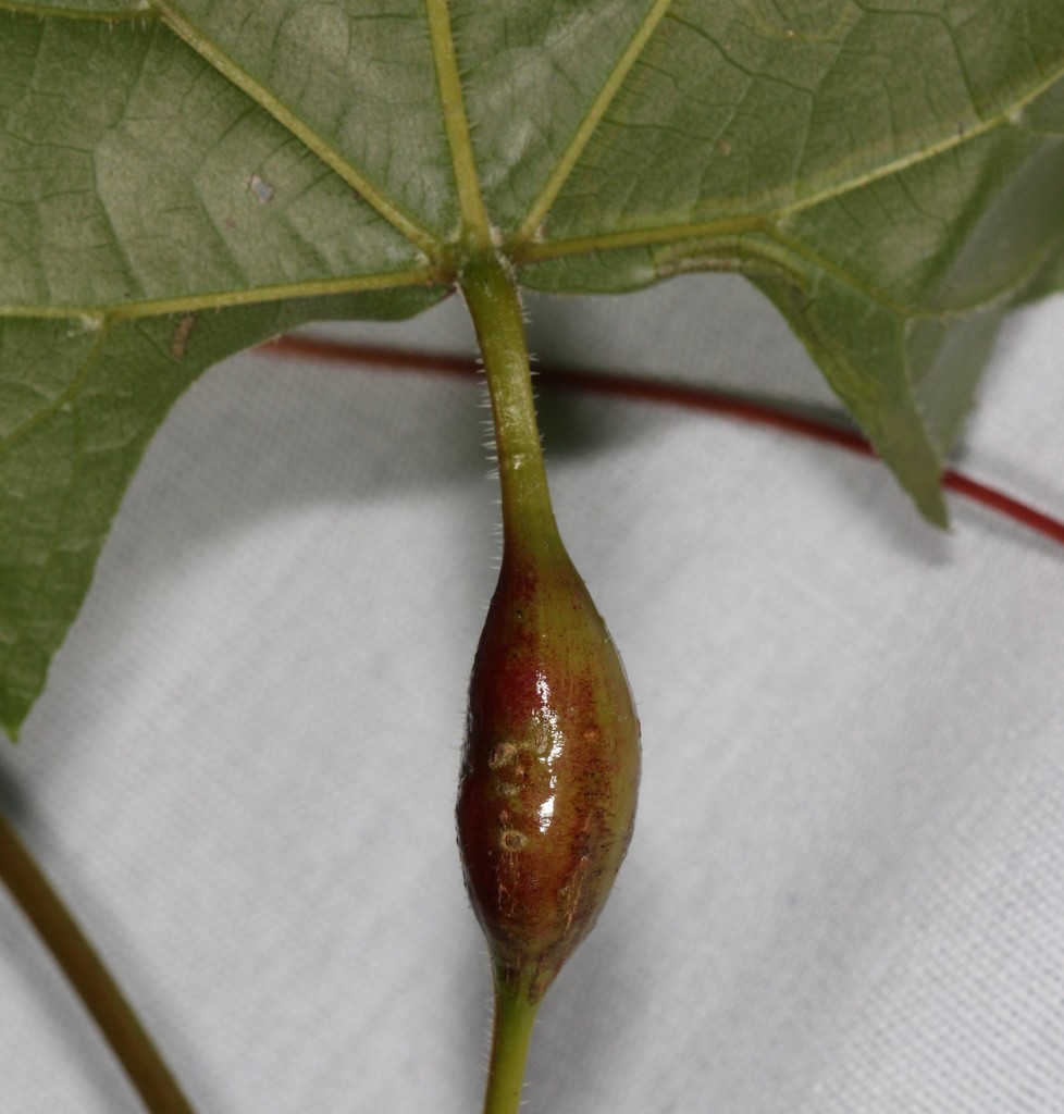 Grape Leaf Petiole Gall from Harford County, MD, USA on August 11, 2021 ...