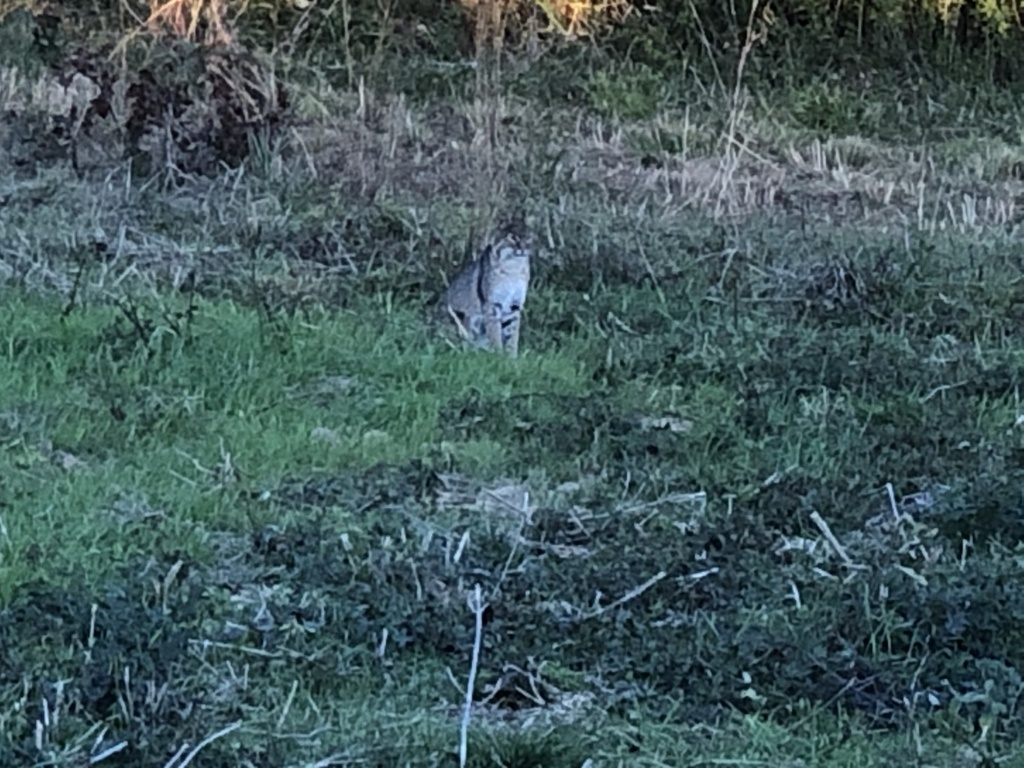 Bobcat from Alberta, AL, US on November 23, 2020 at 04:25 PM by Thomas ...