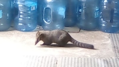 Achuni en agosto de 2021 por carolina cardenas uribe · NaturaLista Colombia