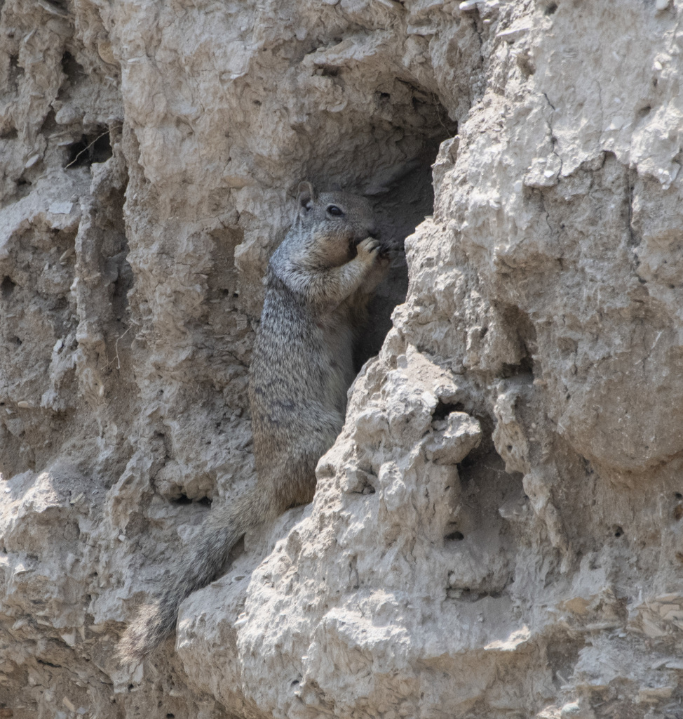 Rock Squirrel from 5200 Nature Center Rd, Pueblo, CO 81003, USA on ...