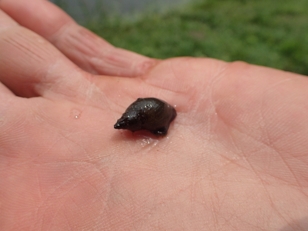 Bladder Snails from Beulah Valley, CO, USA on August 7, 2021 at 09:37 ...