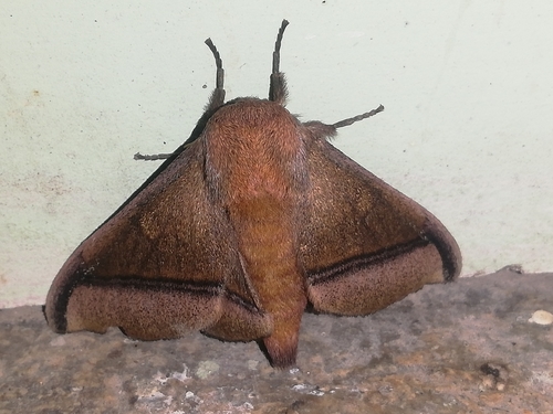 Roelofa olivia · iNaturalist