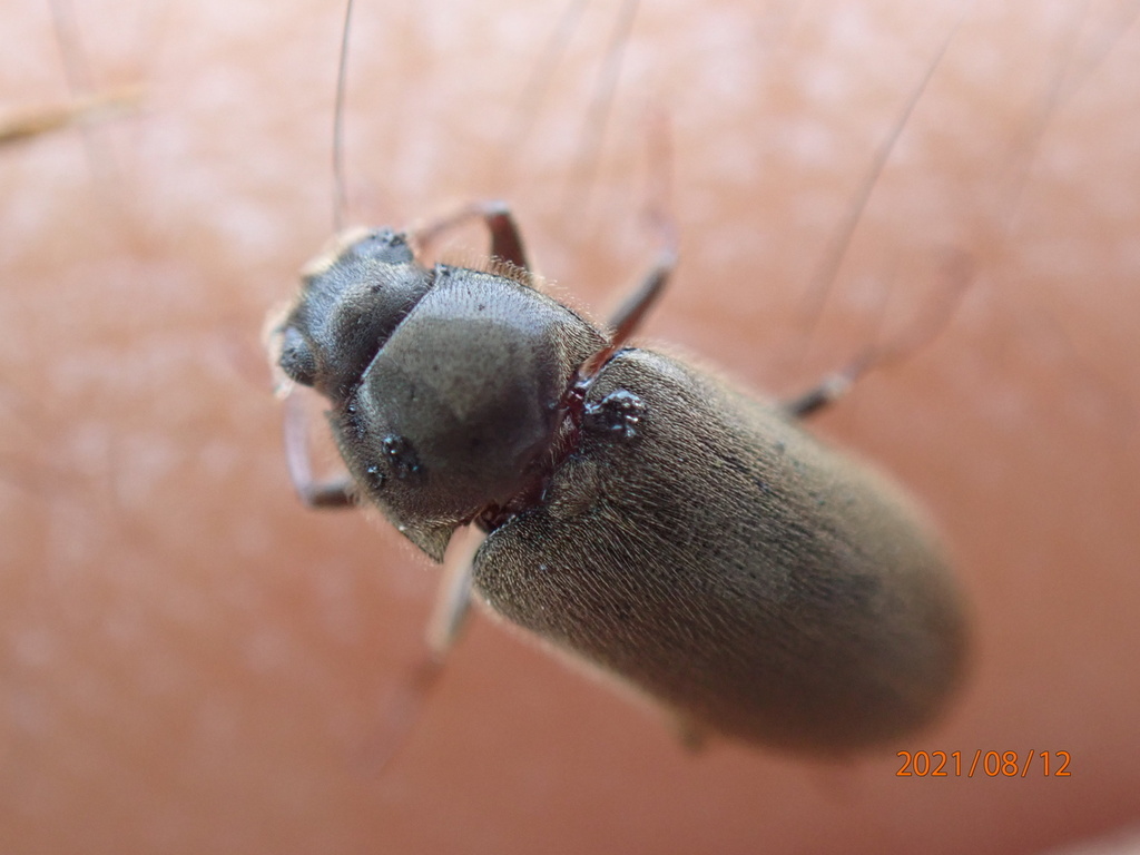 long-toed water beetles from 安平港聯外道路, 南區, TW on August 12, 2021 at 04: ...