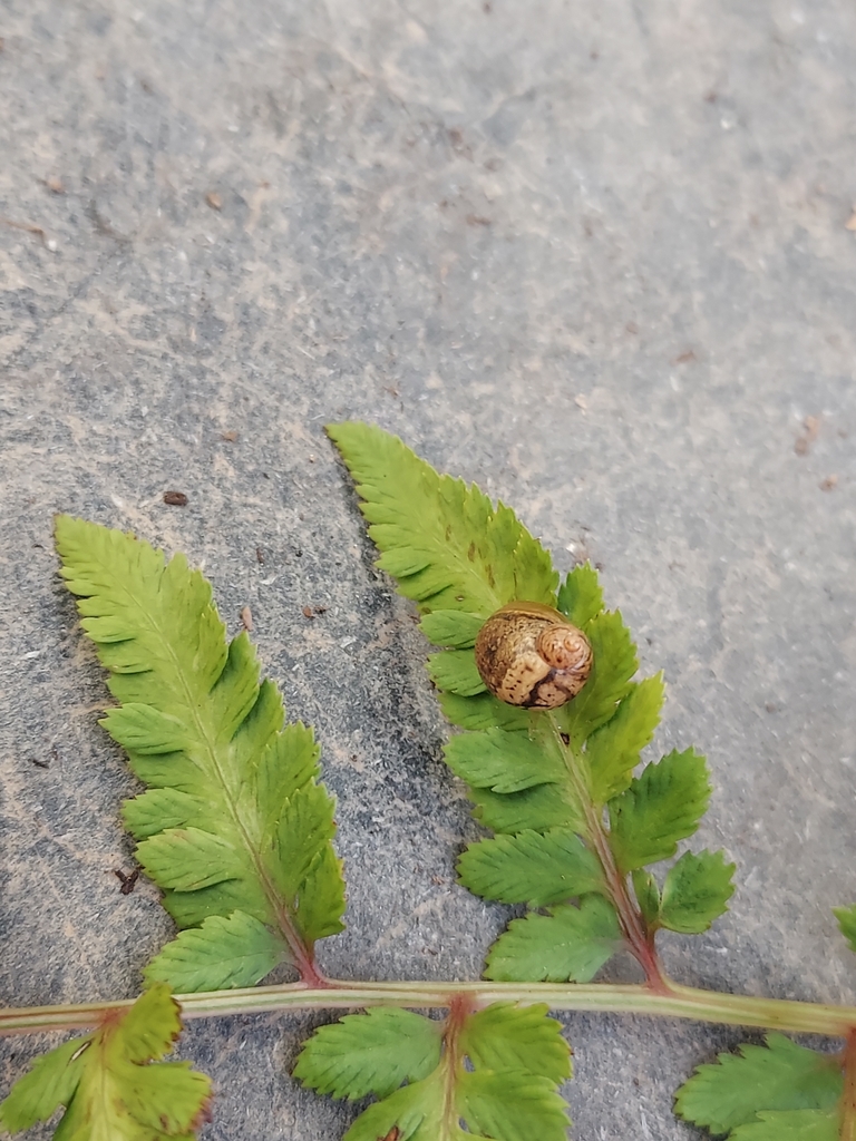 Amber Snails from St Paul, MN 55103, USA on August 12, 2021 at 09:21 AM ...