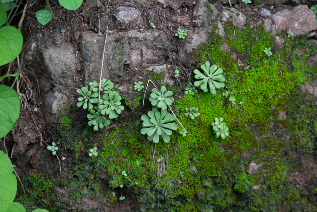 stonecrops in August 2021 by Carlos Lim · iNaturalist