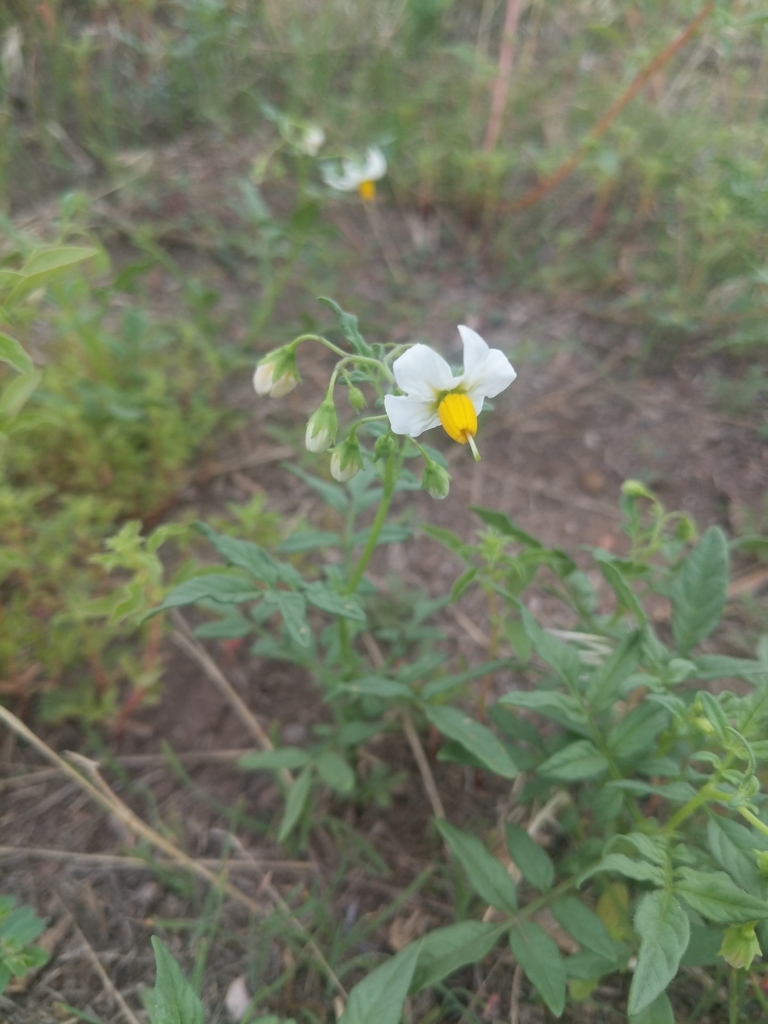wild potato from Chambers, AZ 86502, USA on August 12, 2021 at 08:36 AM ...