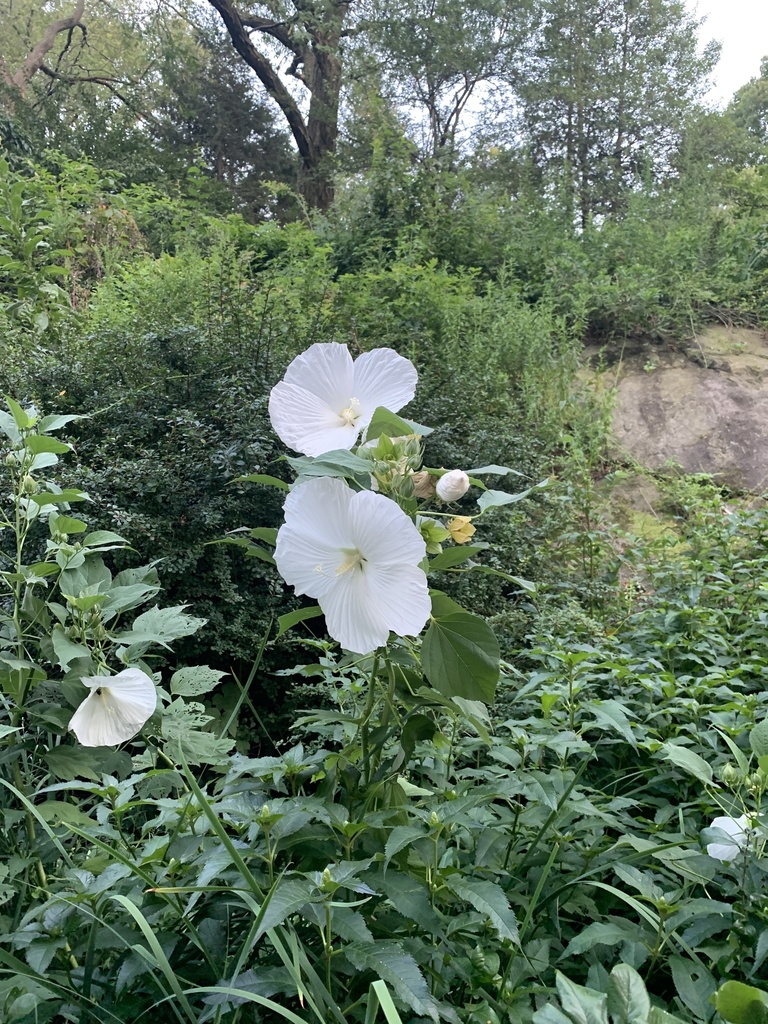 swamp rose mallow from Central Park, New York, NY, US on August 6, 2021 ...