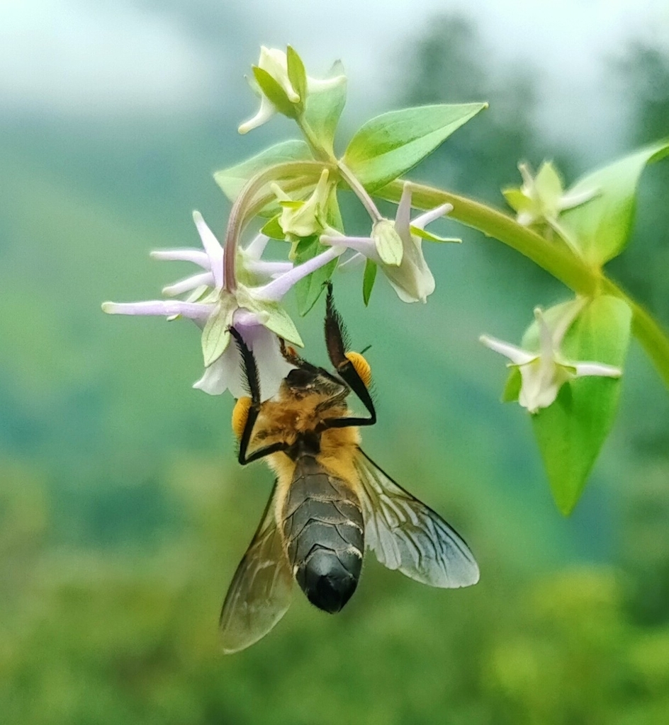 Himalayan Giant Honey Bee from Pithoragarh, IN-UT, IN on August 12 ...