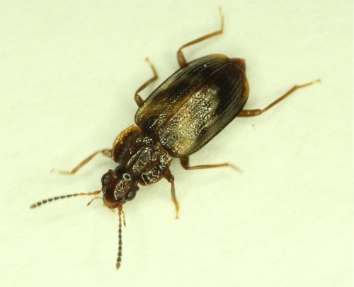 Deinopteroloma subcostatum · iNaturalist