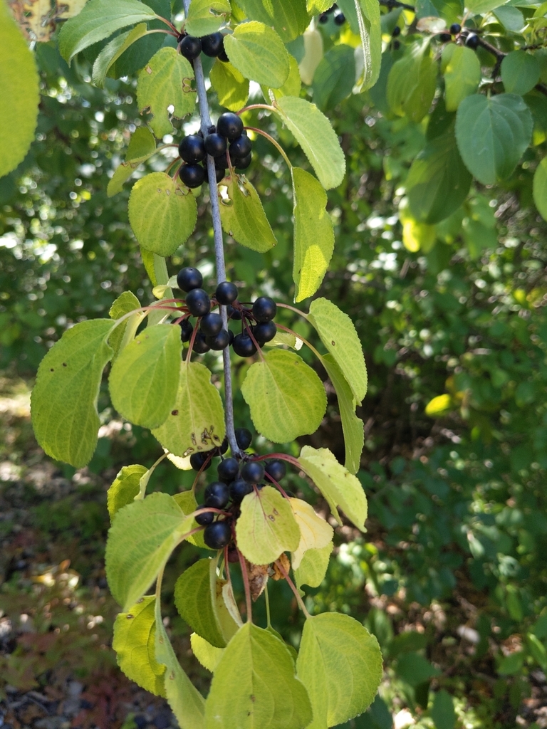 common buckthorn from Chaska, MN 55318, USA on August 12, 2021 at 02:57 ...