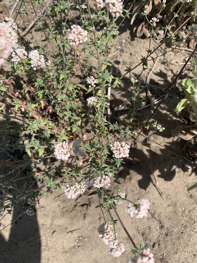 El Segundo Blue in July 2021 by Jane Downer · iNaturalist