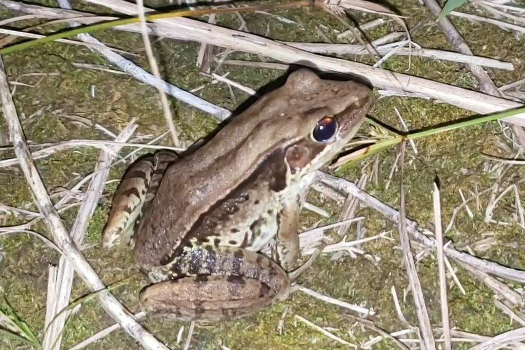 Guenther's Frog from Agat, Guam on August 4, 2021 at 07:55 PM by Zak ...