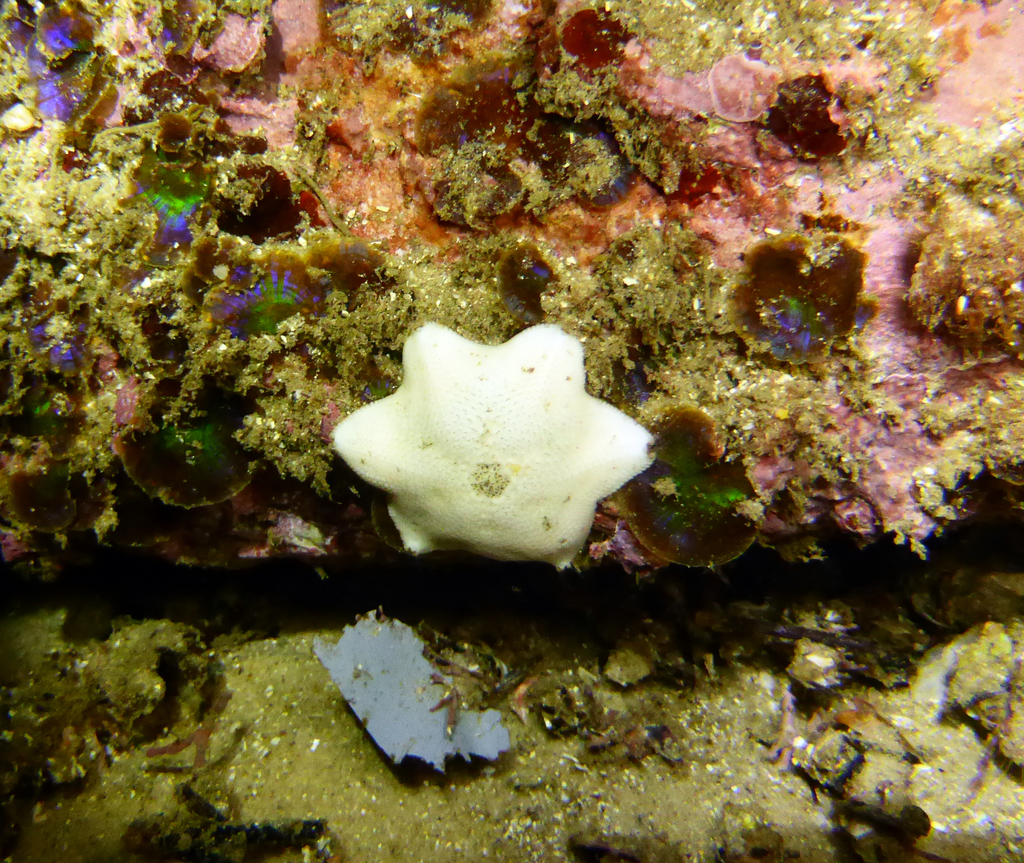 Eastern six-armed star from Manly NSW 2095, Australia on August 12 ...