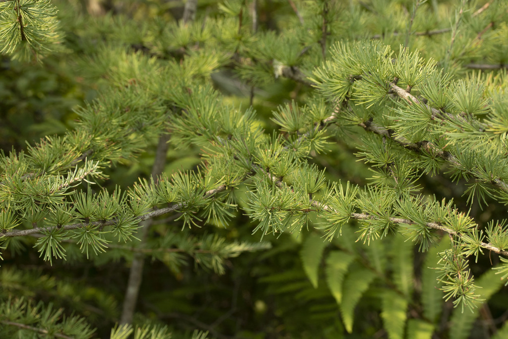 tamarack from Portage, MI, USA on July 28, 2021 at 03:24 PM by Cody ...