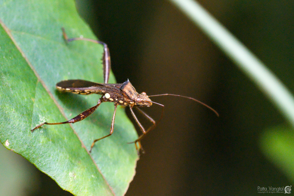 Riptortus pedestris from Pang Sida National Park on May 29, 2011 at 01: ...