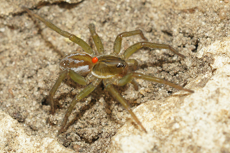 Pirate Otter Spider from Miseriebocht on June 29, 2011 at 08:05 AM by ...