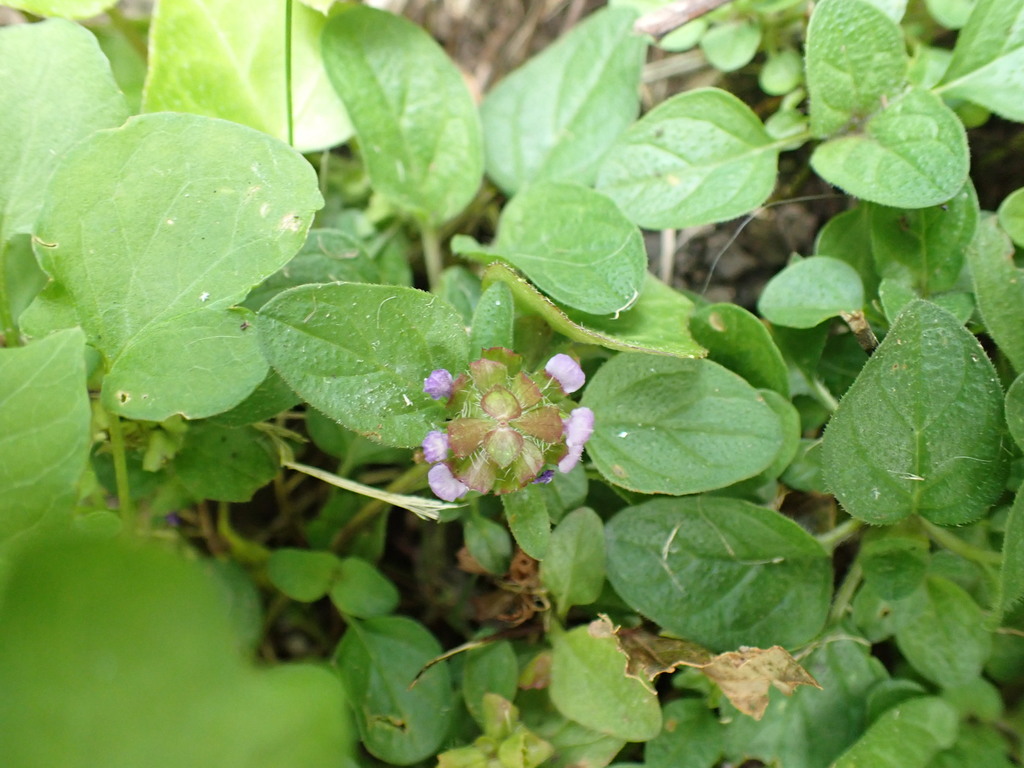 common selfheal from Havant District, England, UK on August 12, 2021 at ...