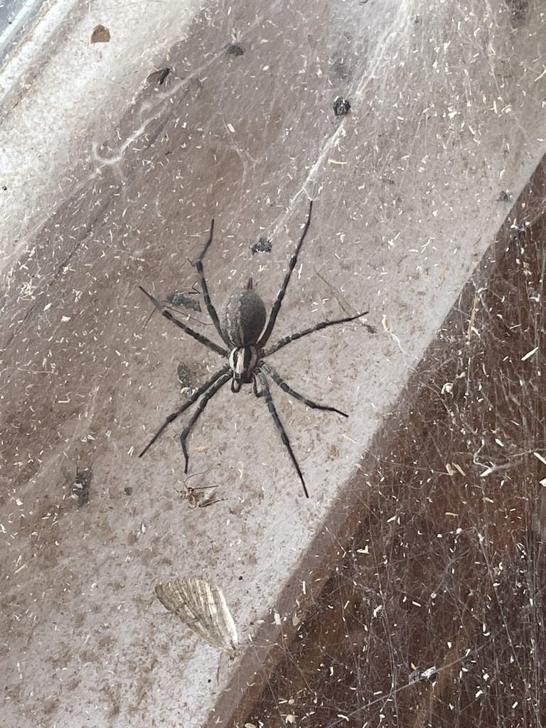 Grass Spiders from Pleasant Valley Rd, Jonesborough, TN, US on August ...