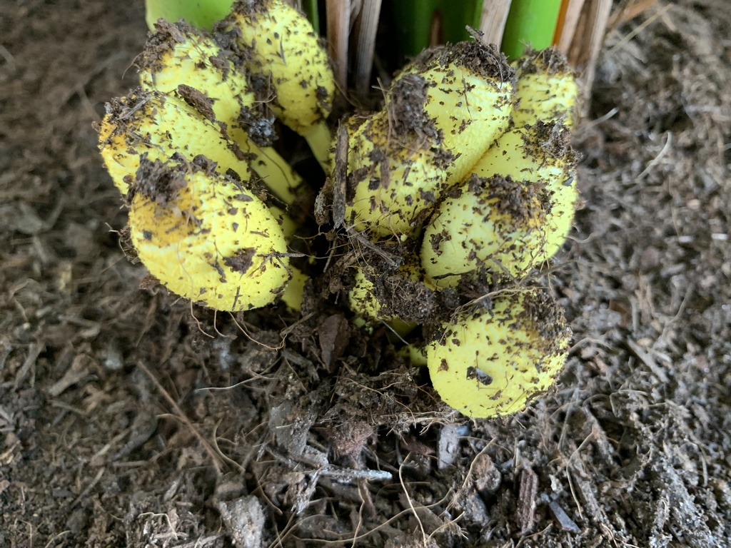 flowerpot parasol from Owl Place, York, England, GB on August 13, 2021 ...