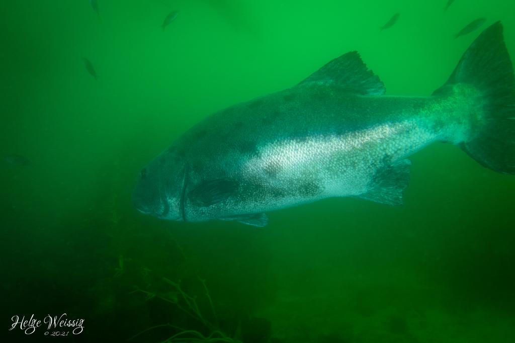 Giant Sea Bass in September 2019 by Helge Weissig · iNaturalist
