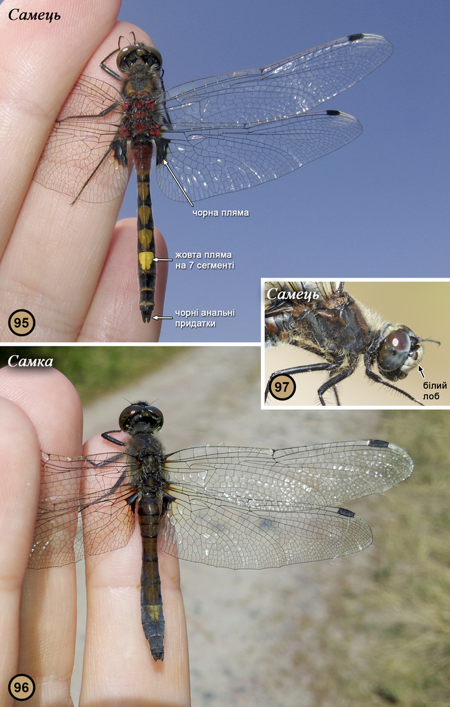 Білоноска болотяна (Odonata of Ukraine / Бабки України) · iNaturalist