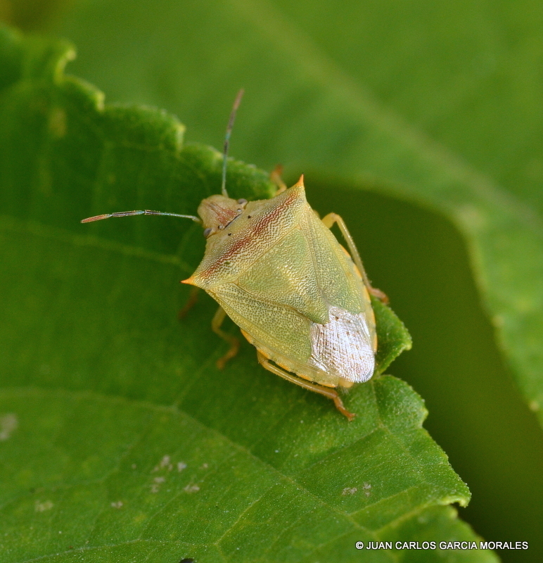 Neotropical Red-shouldered Stink Bug from Matias Romero on August 9 ...