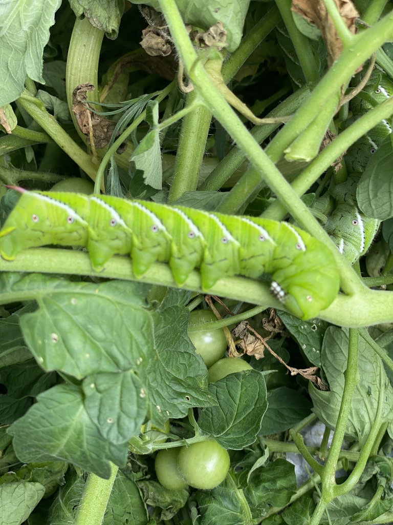 Carolina Sphinx in August 2021 by Nancy Lawrence · iNaturalist