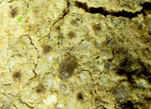 Strigula sychnogonoides · iNaturalist