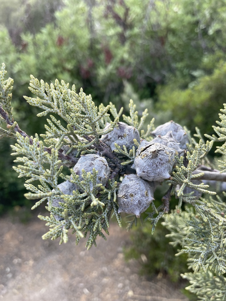 Mediterranean cypress from Molaoi, Molaoi, Laconia, GR on August 13 ...