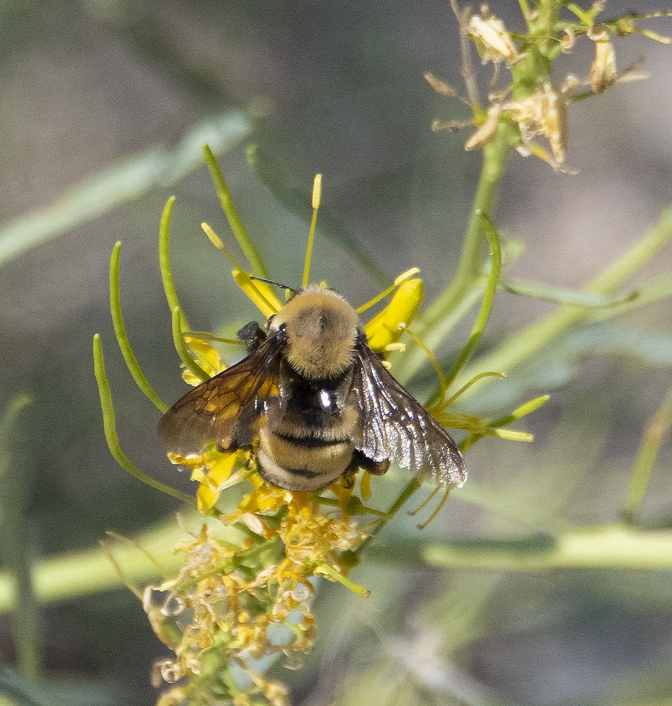 Morrison's Bumble Bee from Pueblo County, CO, USA on August 6, 2021 at ...