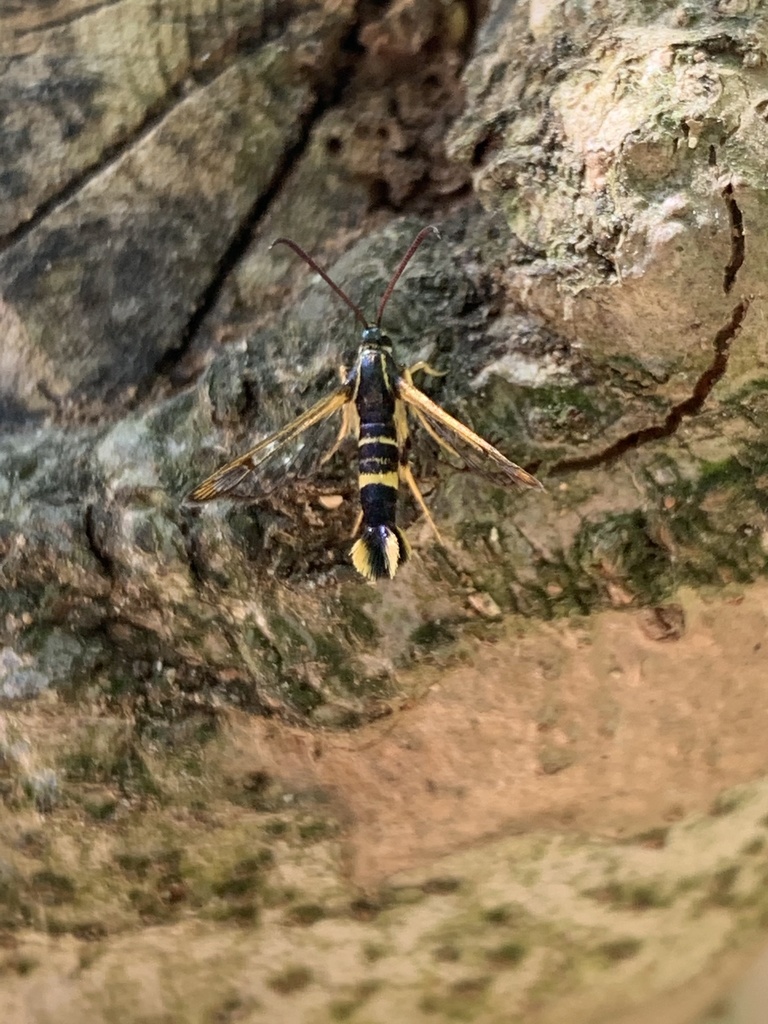 Dogwood Borer Moth from Long Island, Huntington Station, NY, US on June ...