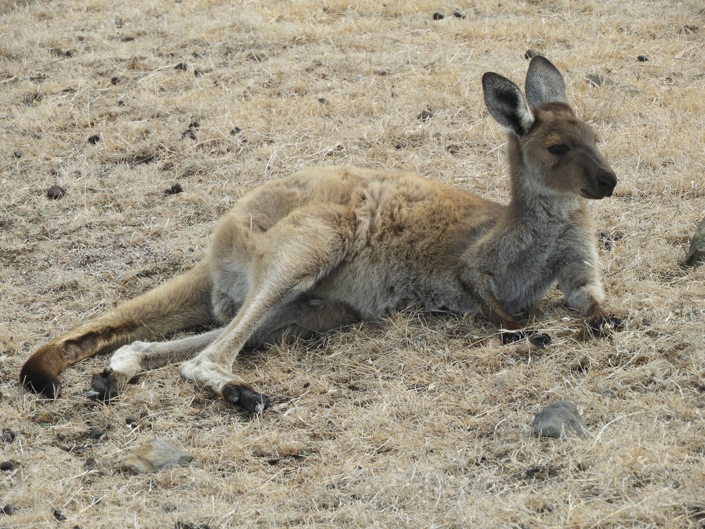 Western Grey Kangaroo (Macropus fuliginosus) - Know Your Mammals