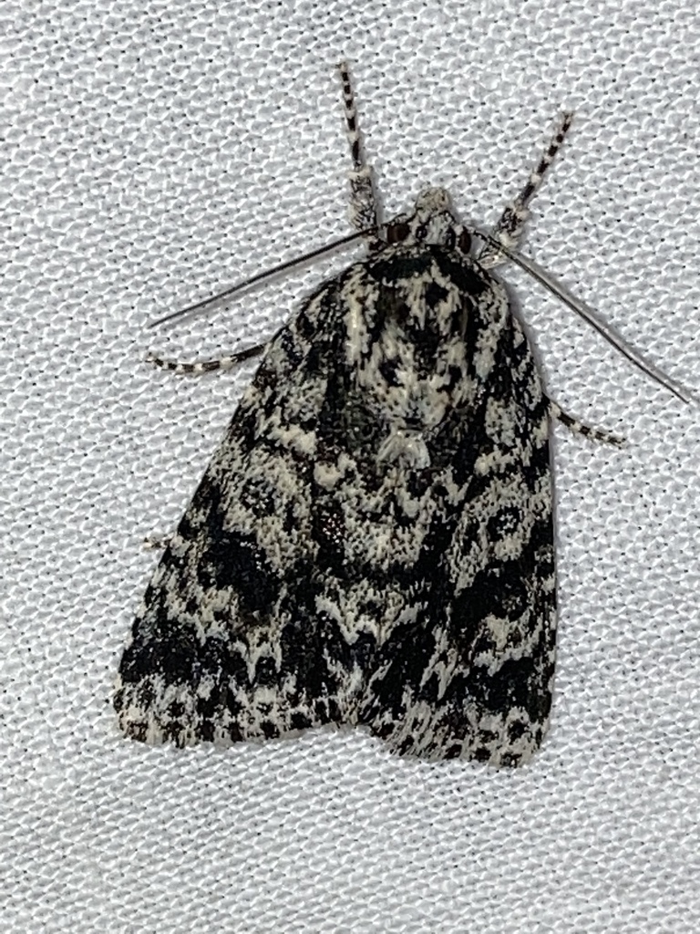 Night-wandering Dagger from Rice, VA, US on July 21, 2021 at 10:10 PM ...